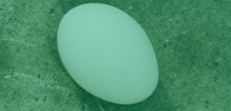 paltrow s latest bad advice putting jade eggs in your vag official