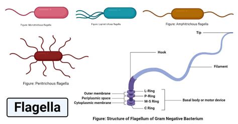 Flagella Structure Types Arrangement Functions Examples