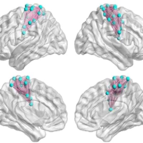 Dynamic Functional Connection In Smn Download Scientific Diagram