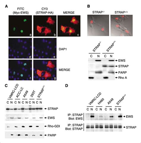 A Subcellular Localization Of Strap And Ews Nih 3t3 Cells Were