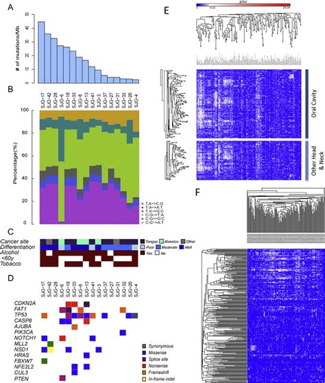 Genomic Analysis Of Oscc Lines And Tcga Hnscc Tumours Aec Somatic