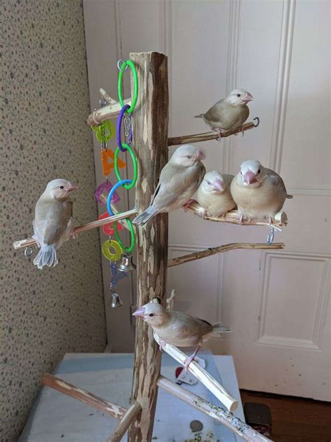 fawn java finches