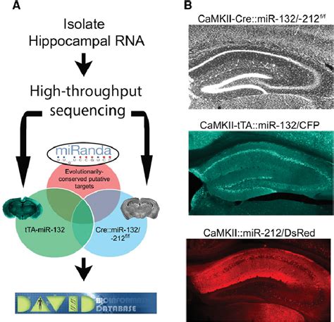 High Throughput Sequencing Of The Hippocampal Transcriptome In
