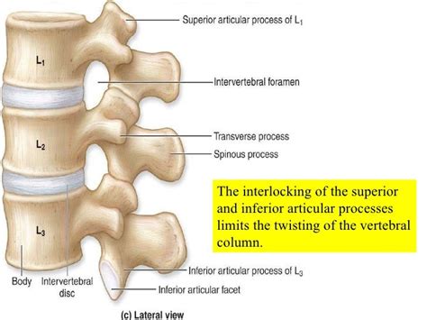 05 Axial Skeleton Vertebral Column And Thoracic Cage