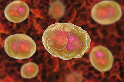 Chlamydia Trachomatis Bacteria Stock Illustration Illustration Of