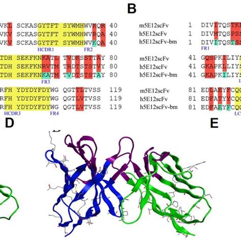 Humanization Of M5e12scfv A B Sequence Alignment Of The Vh A And