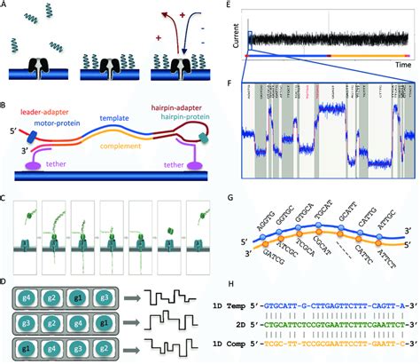 Nanopore Rna Sequencing