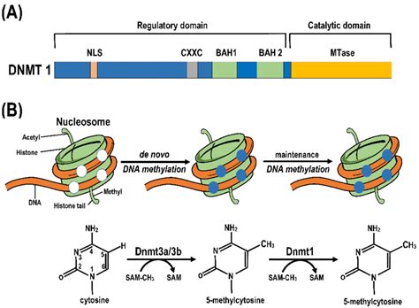 Schematic Representation Of A The Structure Of Dnmt1 Gene And B The