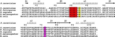 Multialignment Of Thioredoxins From Different Species With Trx1s