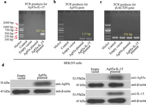 Validation Of Plasmids In Hek293 Cells Via Pcr Hek293 Cells