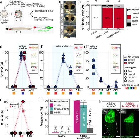 Precise In Vivo Functional Analysis Of Dna Variants With Base Editing