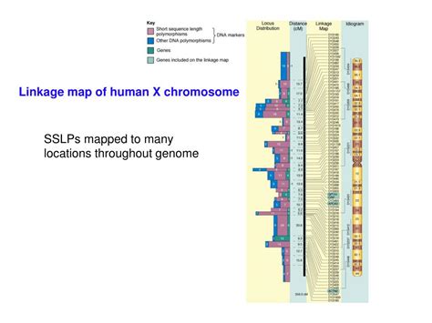 Ppt Simple Sequence Length Polymorphisms Powerpoint Presentation