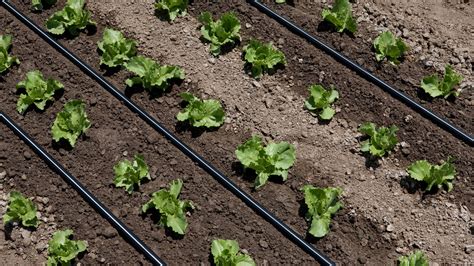 Types Of Irrigation A Comprehensive Guide Rivulis