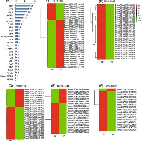 Functional Classification And Expression Profiles Of Tfs A