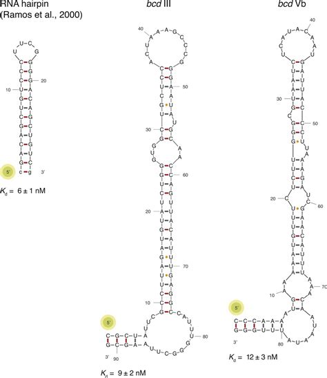 The Crystal Structure Of Staufen1 In Complex With A Physiological Rna