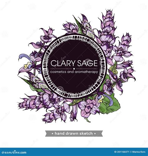 Frame With Clary Sage Twigs With Leaves And Flowers Detailed Hand
