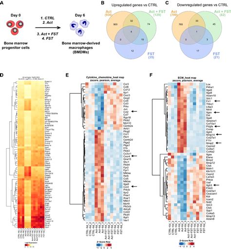 Whole Transcriptome Analysis Of Bmdms Treated With Activin A In Vitro