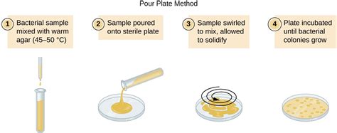 How Microbes Grow Microbiology
