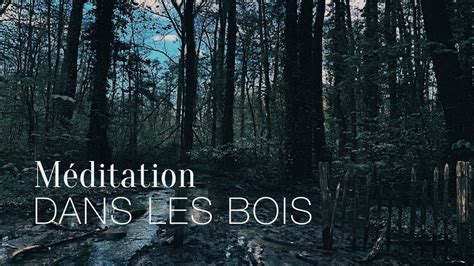12 Minutes De Méditation Dans Les Bois Pour Débutants Youtube