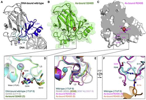 Arsenic Trioxide Rescues Structural P53 Mutations Through A Cryptic