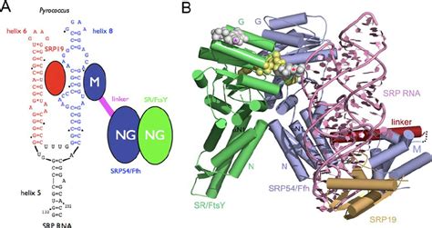 A Model For The Association Between The Srp And It Receptor Sr In The