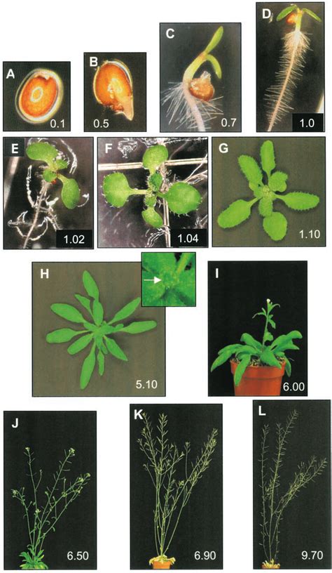 Arabidopsis Growth Stages Download Scientific Diagram