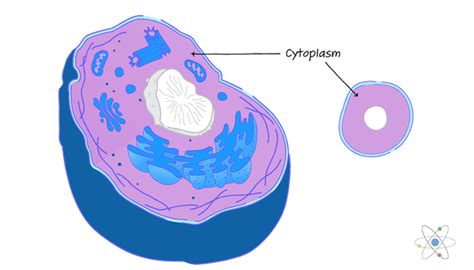 Cytoplasm Definition Structure And Function With Diagram Sciencing