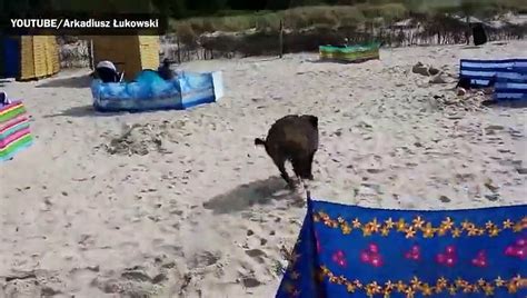 Un Sanglier Surgit De Locéan Et Sème La Panique Sur Une Plage