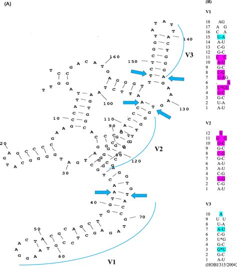 Secondary Structure Of The Entire 5 Utr Sequence Of Bvdv 3 Strain