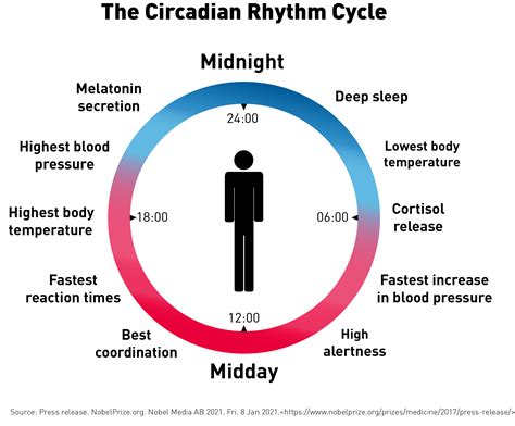 What Is A Circadian Rhythm And How To Reset Your Body Clock