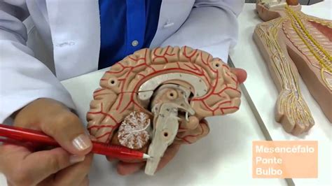 Sistema Nervoso Divisão Anatômica Youtube