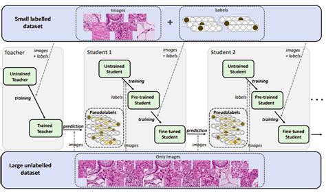 Transfer Learning In Medical Imaging Classification And Segmentation