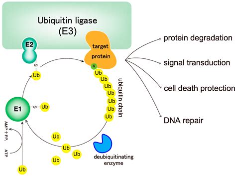 Cells Free Full Text Biochemistry Pathophysiology And Regulation