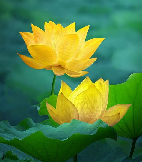 Bộ Sưu Tập Hơn 999 Hình Nền Hoa Hồng Vàng 3d đẹp Mắt Đầy đủ 4k