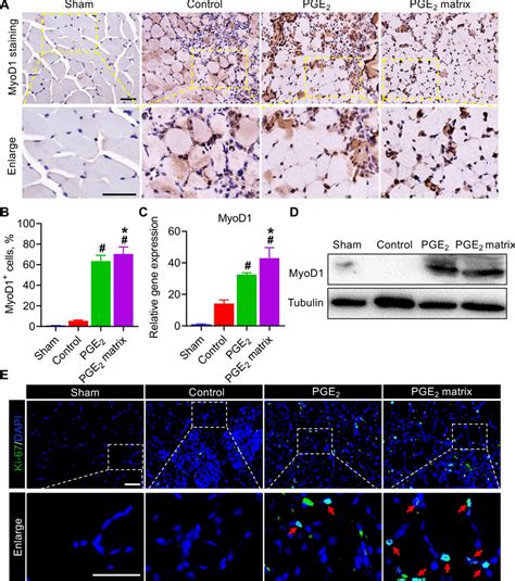 The Pge2 Matrix Improved Myod1 Mediated Skeletal Muscle Regeneration A