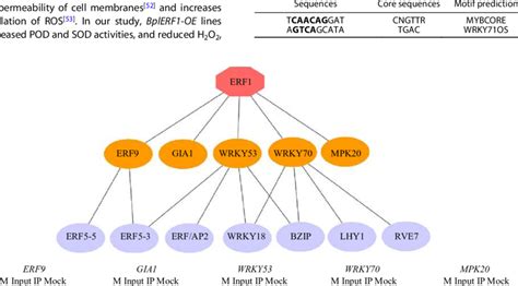 Bplerf1 Binding Sites Cis Elements Identified By Tf Centered Y1h
