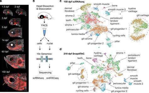 Publications — Smeeton Lab Columbia