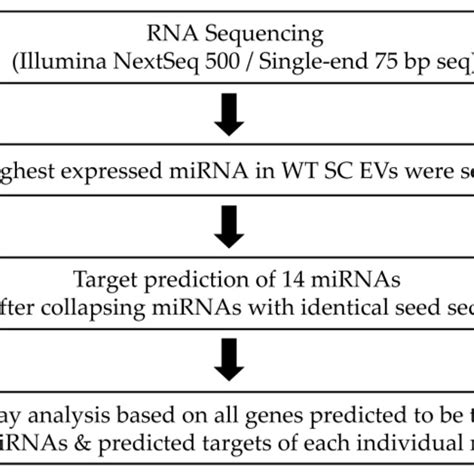 Pipeline For The Mirna Analysis In Evs Derived From Wt Scs Download