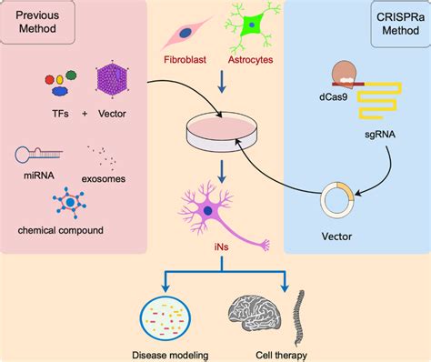 Direct Reprogramming Of Astrocytes Or Fibroblasts Into Ins Traditional