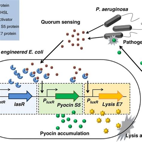 Schematic Of ‘pathogen Sensing And Killing System Luxr Promoter Is