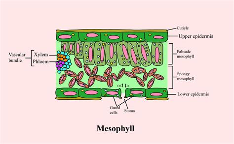 Spongy Mesophyll Cells