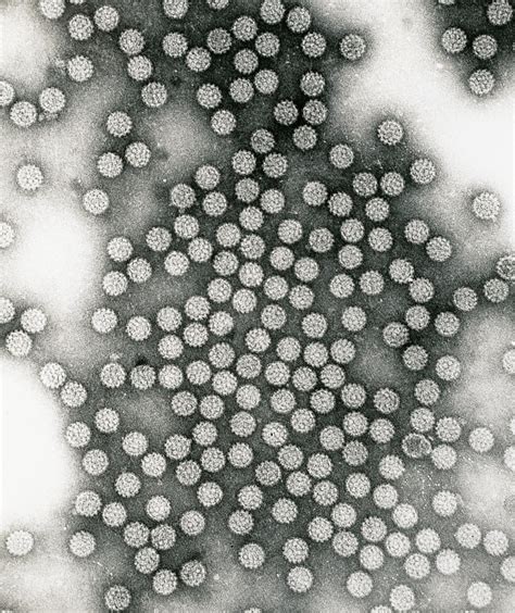 Close To Half Of American Adults Infected With Hpv Survey Finds The