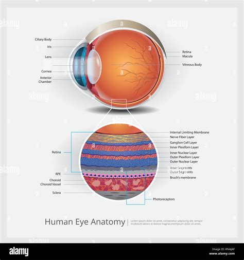 Anatomía Del Ojo Humano Ilustración Vectorial Imagen Vector De Stock