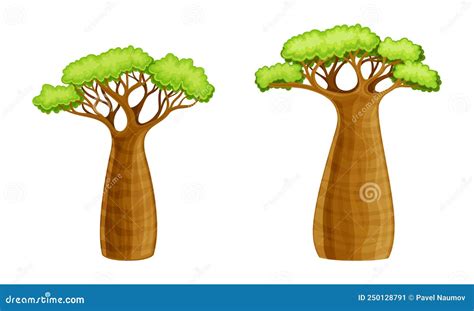 Baobab Trees Powerful African Plant With Green Leaves Cartoon Vector