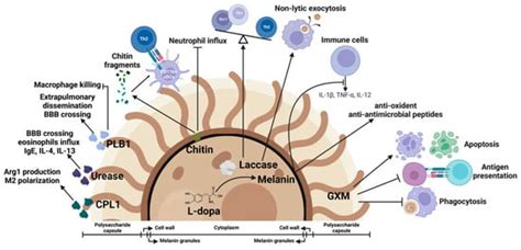 Jof Free Full Text Cryptococcus Neoformans Infection In The Central