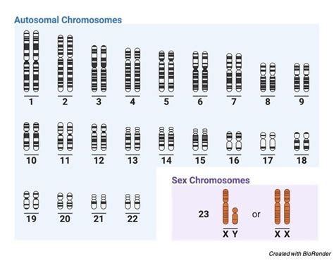 What Is Sex Determination System Definition And Examples