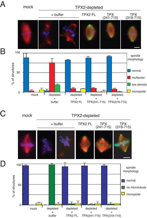 Characterization Of The Tpx2 Domains Involved In Microtubule Nucleation