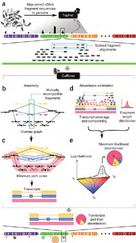 Rna Seq Method A Paired Cdna Fragments Are Mapped To Genome Using