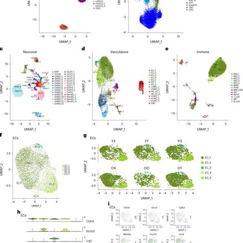 Characterization Of Cell Types And Subpopulations A E Subpopulation