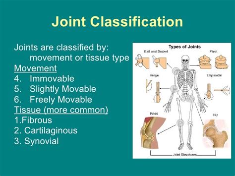 This Image Shows Some Examples Of The Movements Of Joints And Their